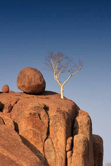 The Amazing Moringa Tree – Aquaberry Bliss