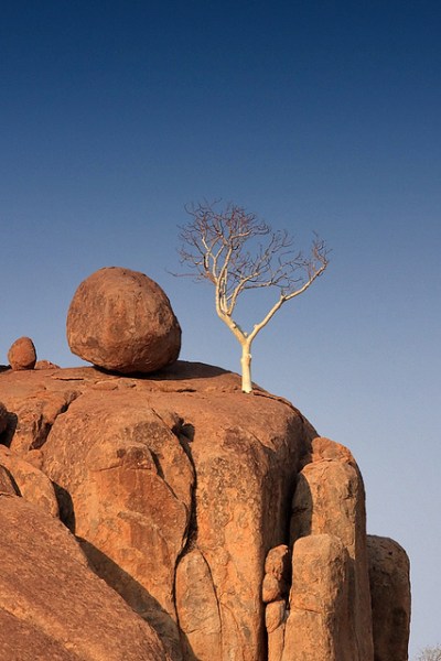 The Amazing Moringa Tree – Aquaberry Bliss