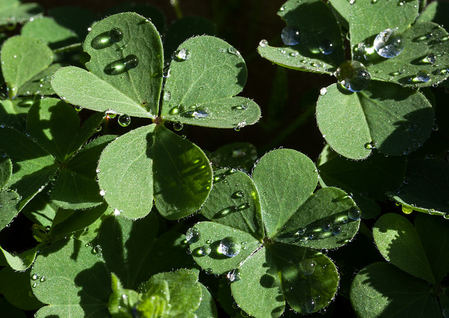 Using Clover in Sustainable Agriculture – Aquaberry Bliss