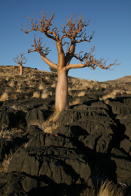 The Amazing Moringa Tree – Aquaberry Bliss