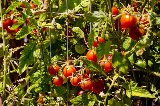 How to “String Up” Tomatoes – Aquaberry Bliss