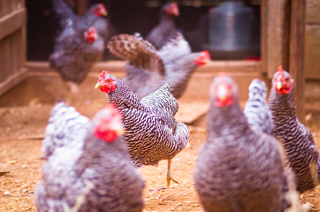 May: ‘International Respect for Chickens Month’ Articles Part 2 ...