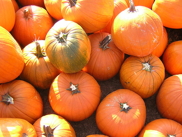 Picking Perfect Pumpkins – Aquaberry Bliss